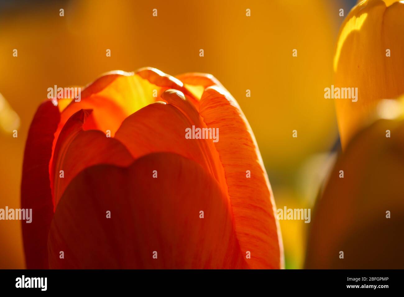 details of a tulip blooming in yellow and red in backlight Stock Photo ...