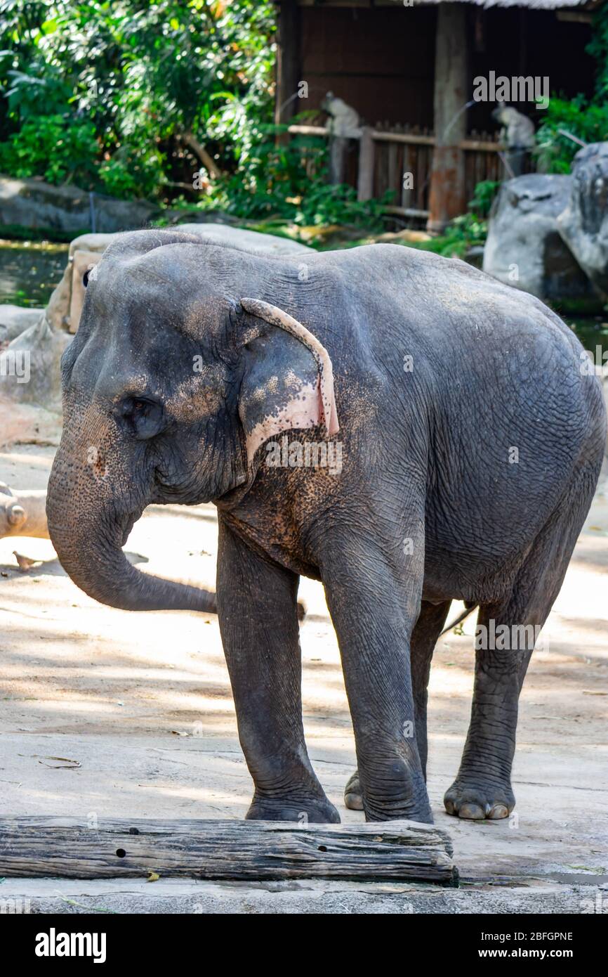 The Asian elephant, also called Asiatic elephant, is the only living ...