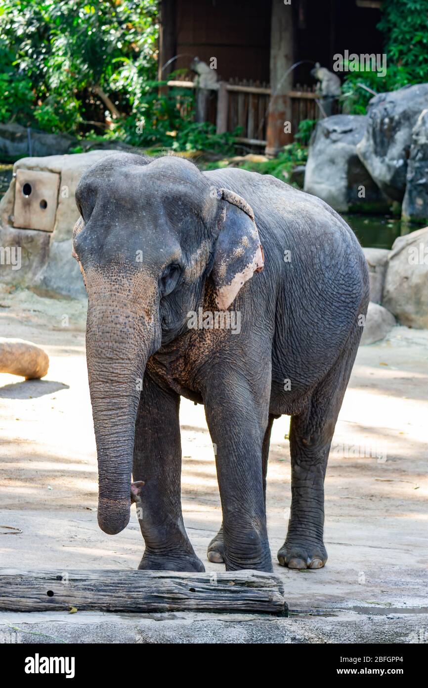 The Asian elephant, also called Asiatic elephant, is the only living ...