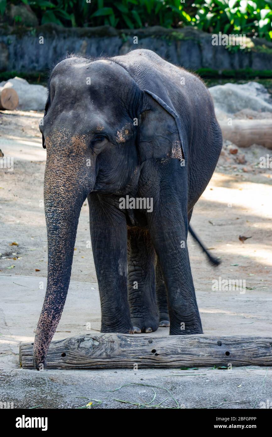 The Asian elephant, also called Asiatic elephant, is the only living ...