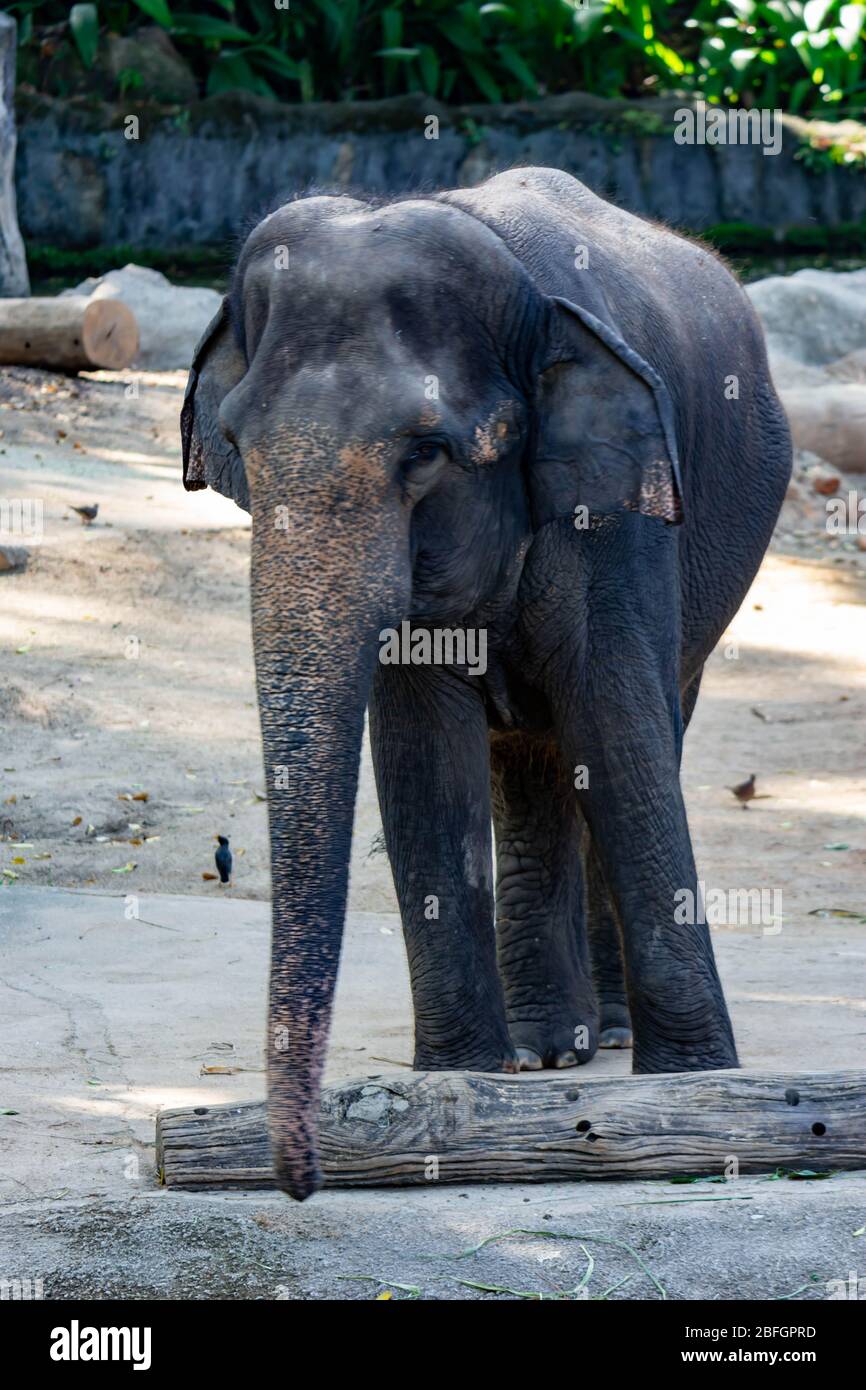 The Asian elephant, also called Asiatic elephant, is the only living ...