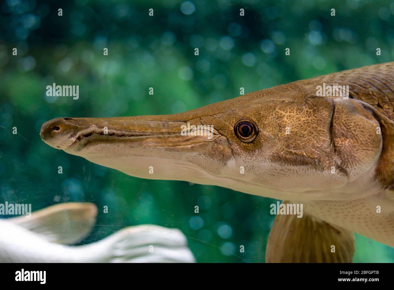 alligator gar is a ray-finned euryhaline fish related to the bowfin in ...