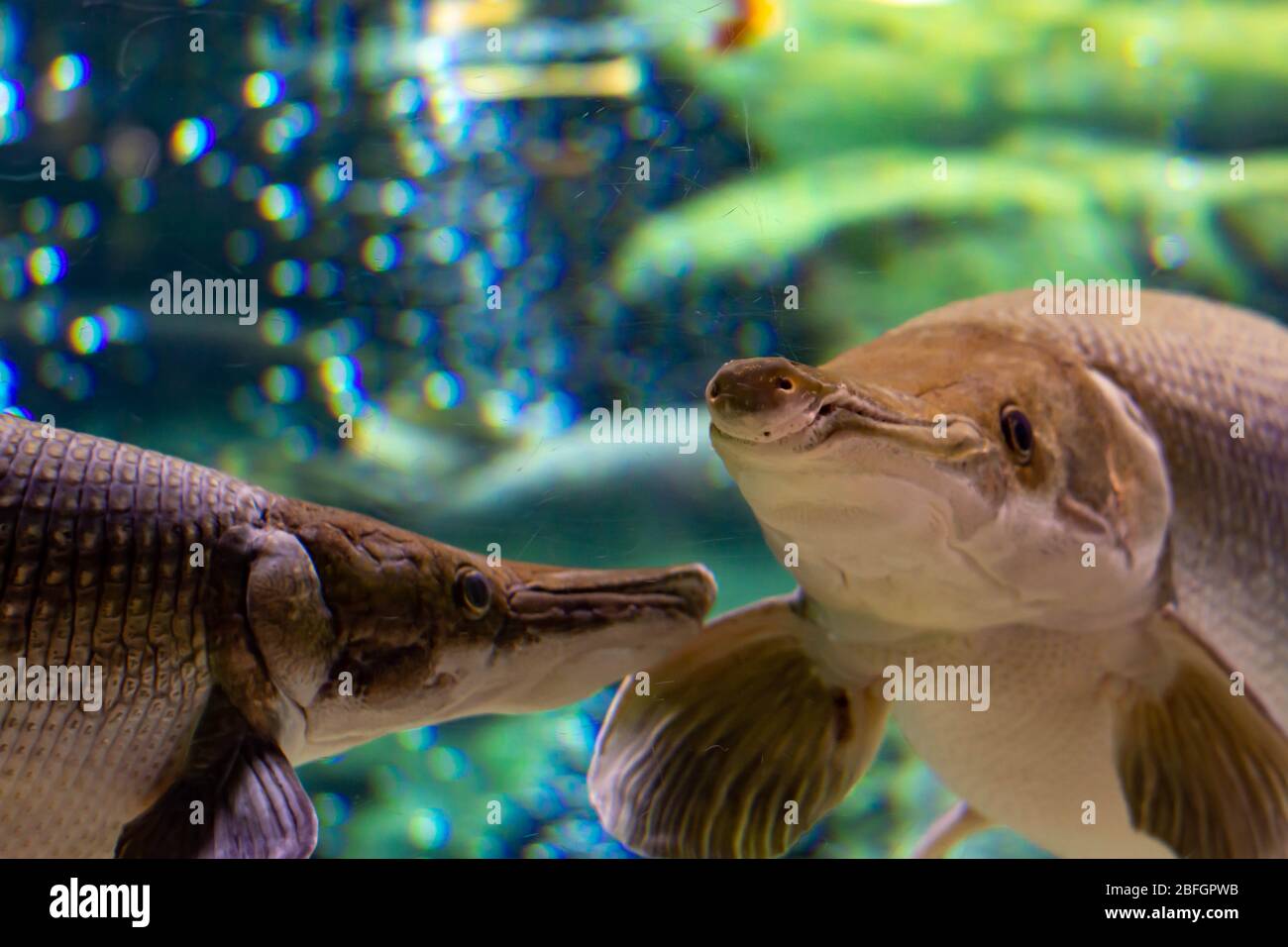 alligator gar is a ray-finned euryhaline fish related to the bowfin in ...