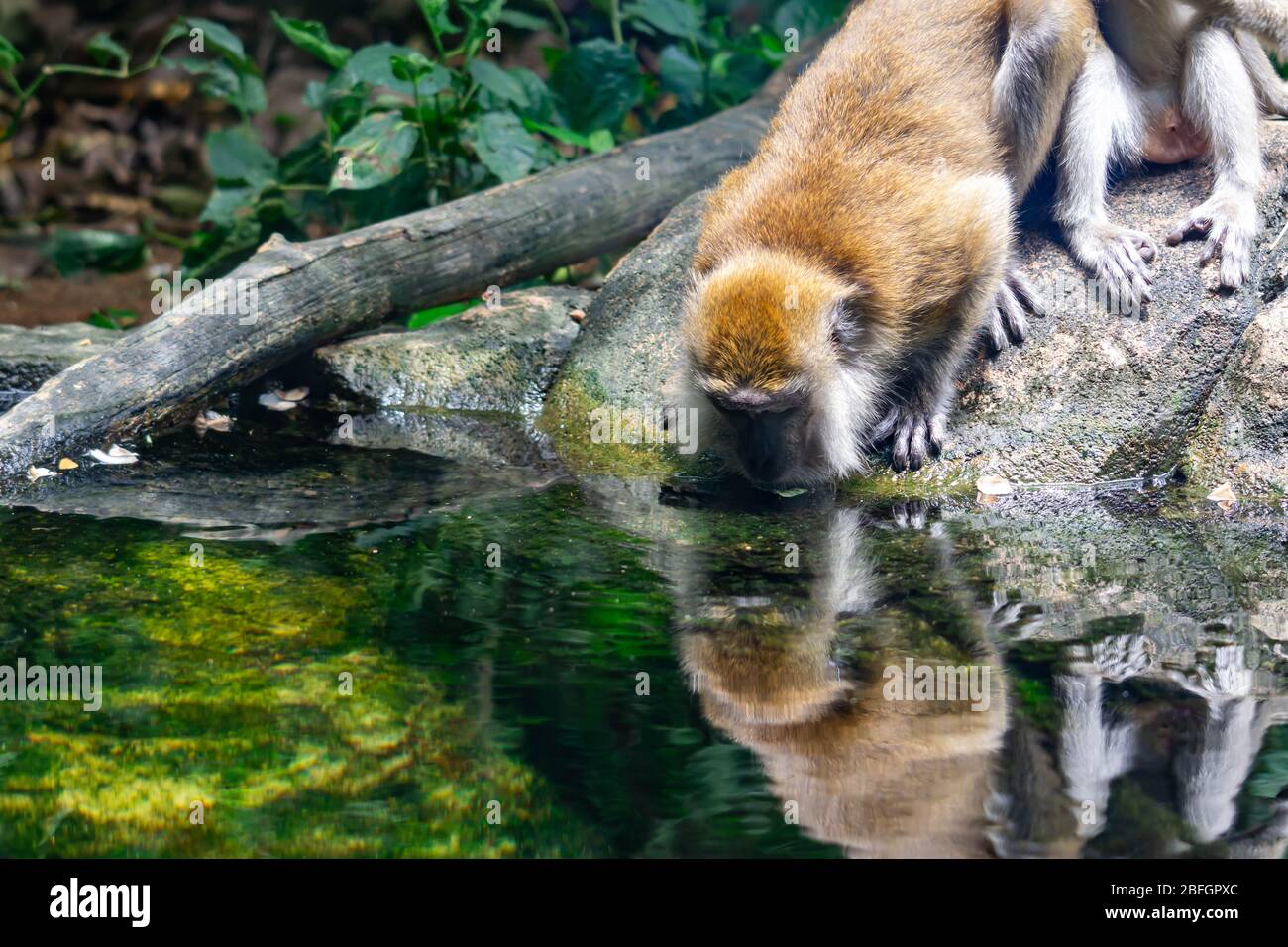 Long tailed macaque while drinking water on a river Stock Photo - Alamy