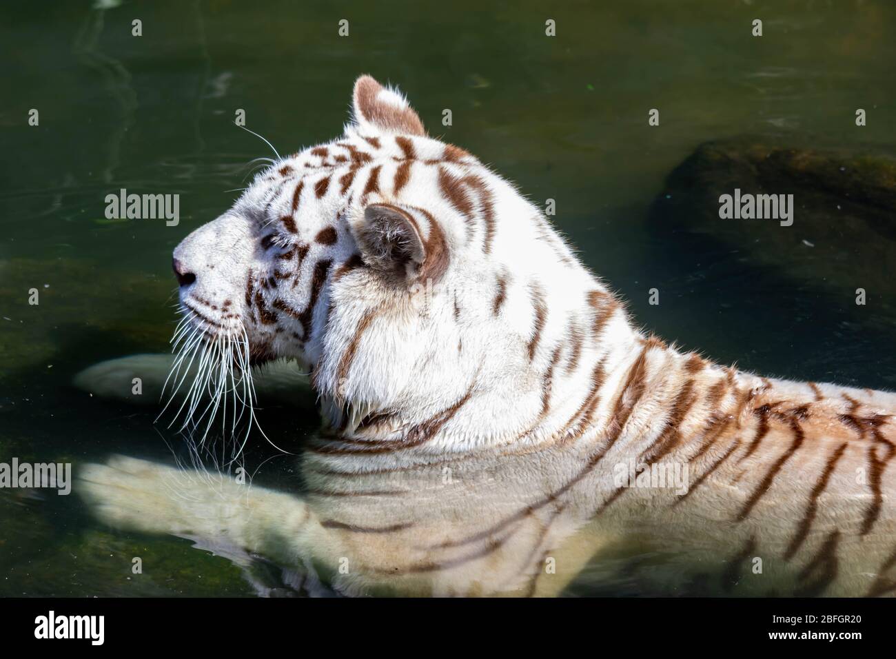 While tiger while swimming on river water. white tiger or bleached ...