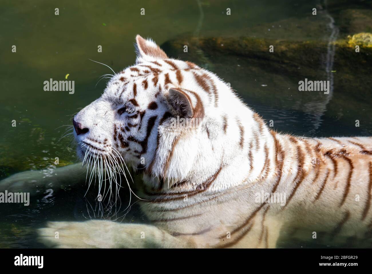 While tiger while swimming on river water. white tiger or bleached ...