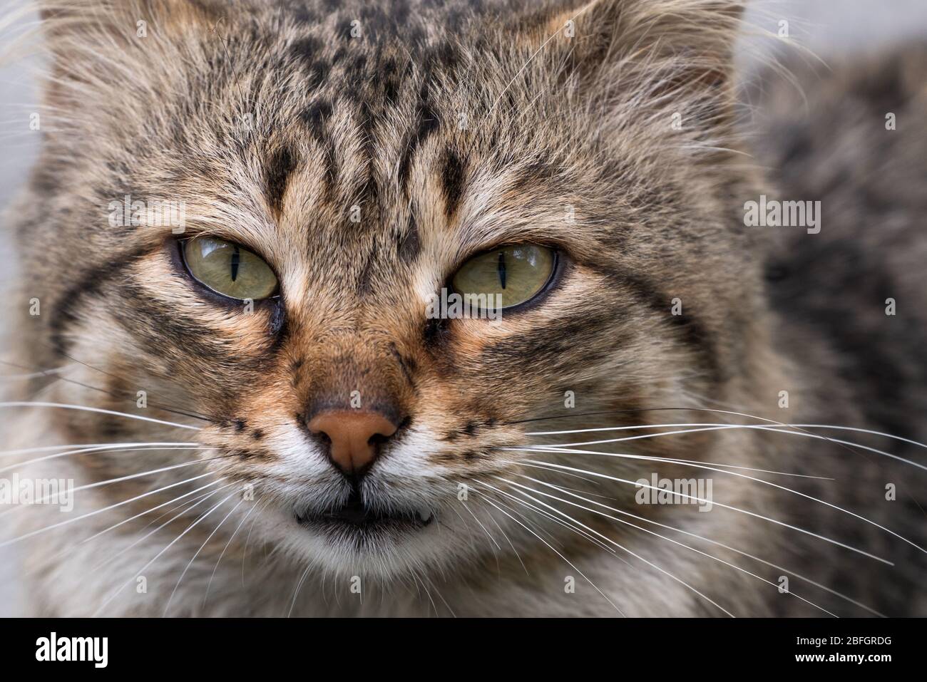Cute stray cat face, portrait Stock Photo - Alamy