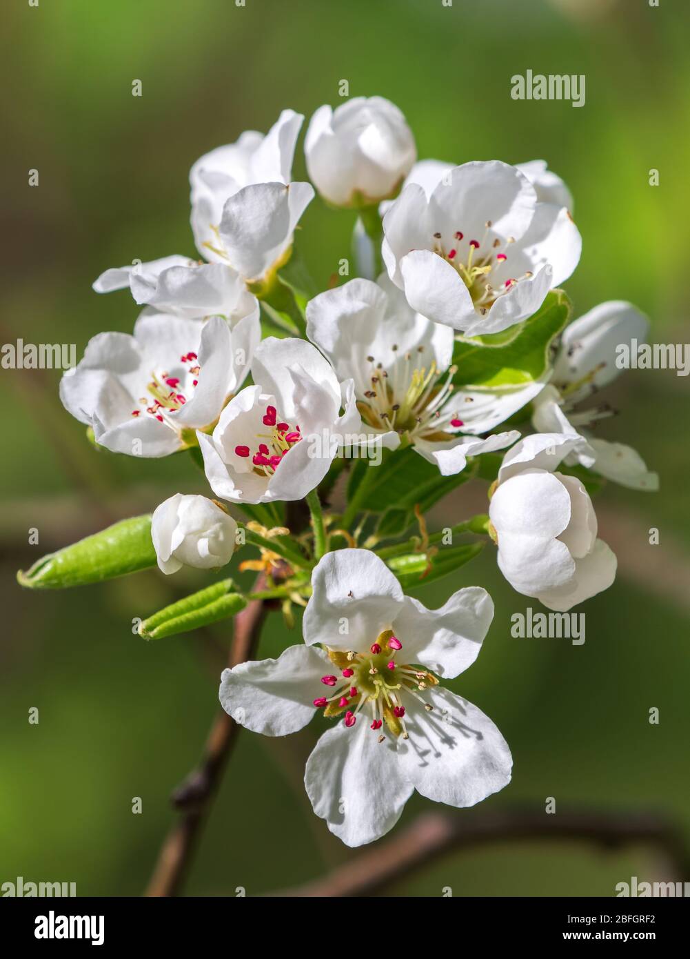 Flowering branch of pear tree Stock Photo - Alamy