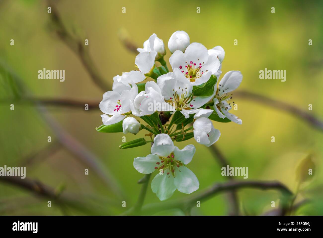 Flowering branch of pear tree Stock Photo - Alamy