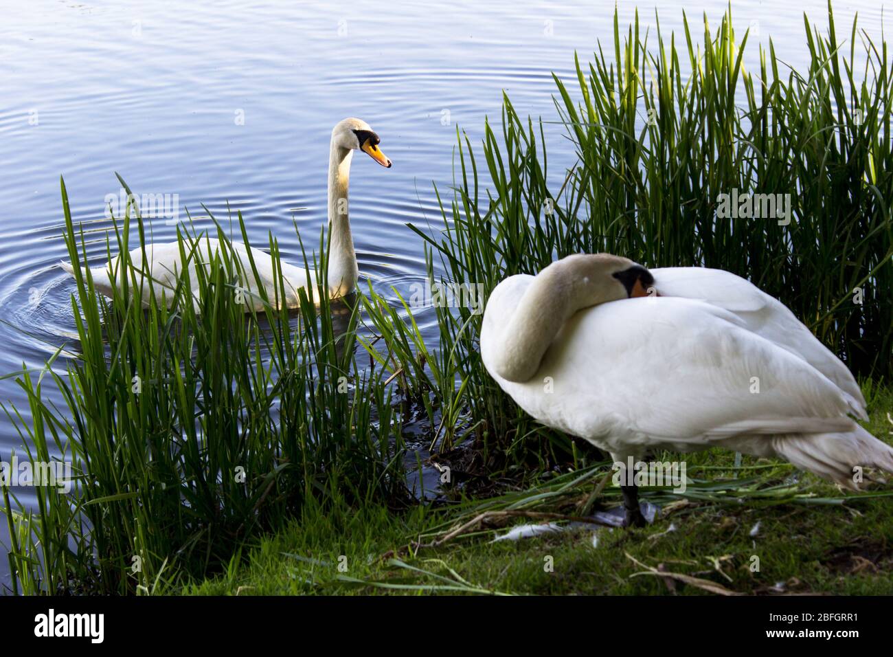 Two Swans on a Peaceful Riverbank Stock Photo - Alamy