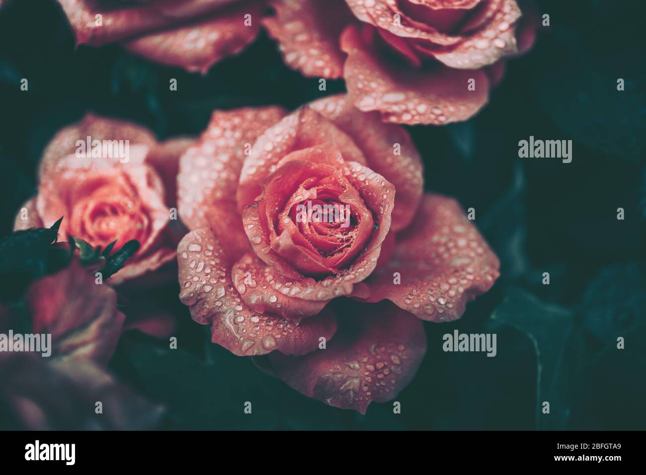 Rose flower with vintage style; isolated Stock Photo - Alamy