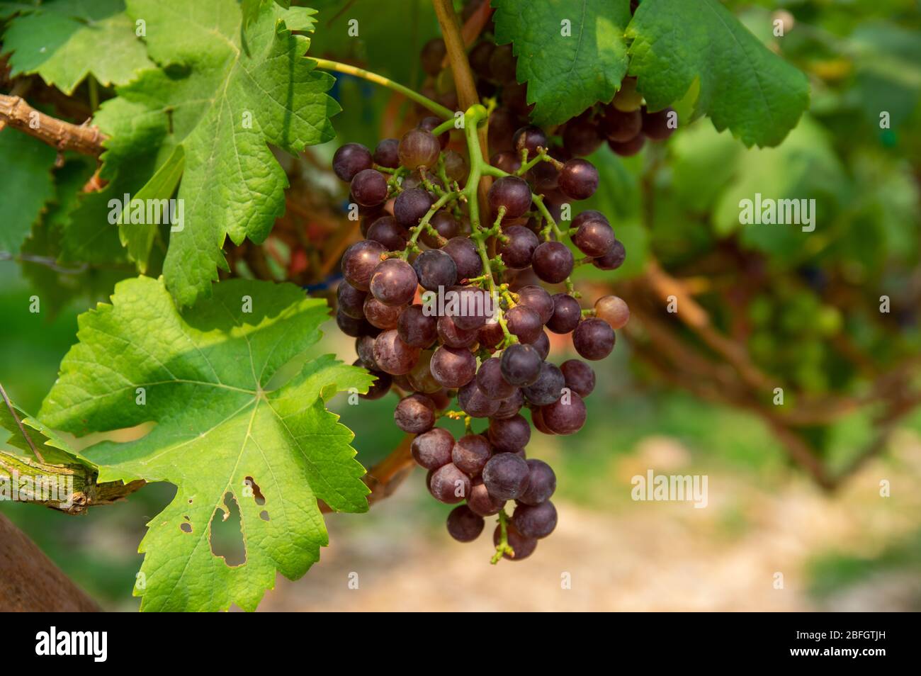 Picture of semi-ripe beauty seedles grapes in the wineyard - closeup ...