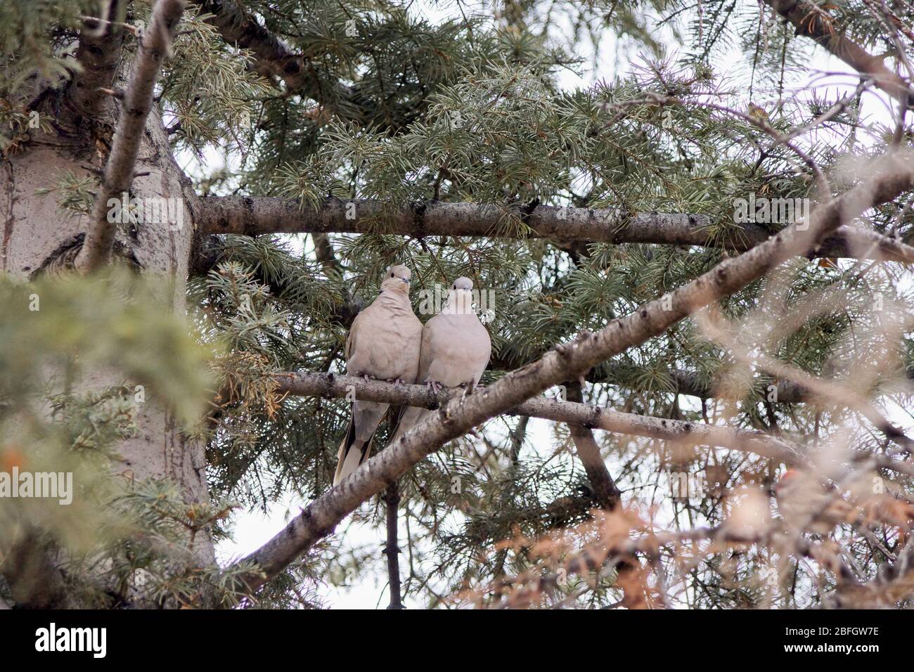Two white doves branch hi-res stock photography and images - Alamy