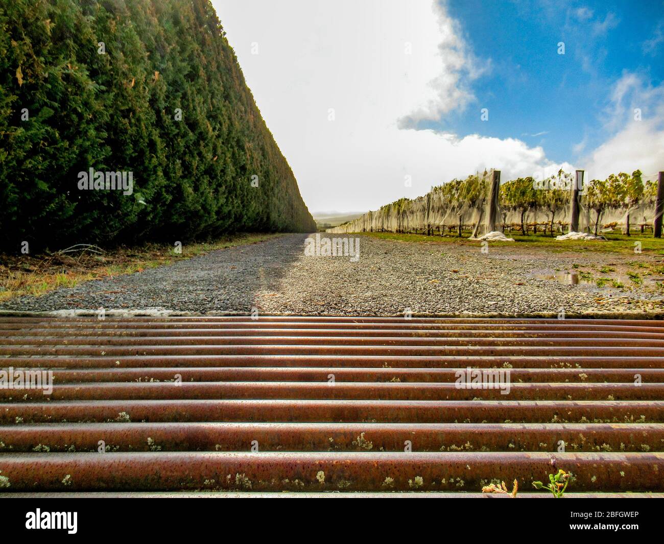 Cattle stop protecting the entrance way to the vineyard Stock Photo - Alamy
