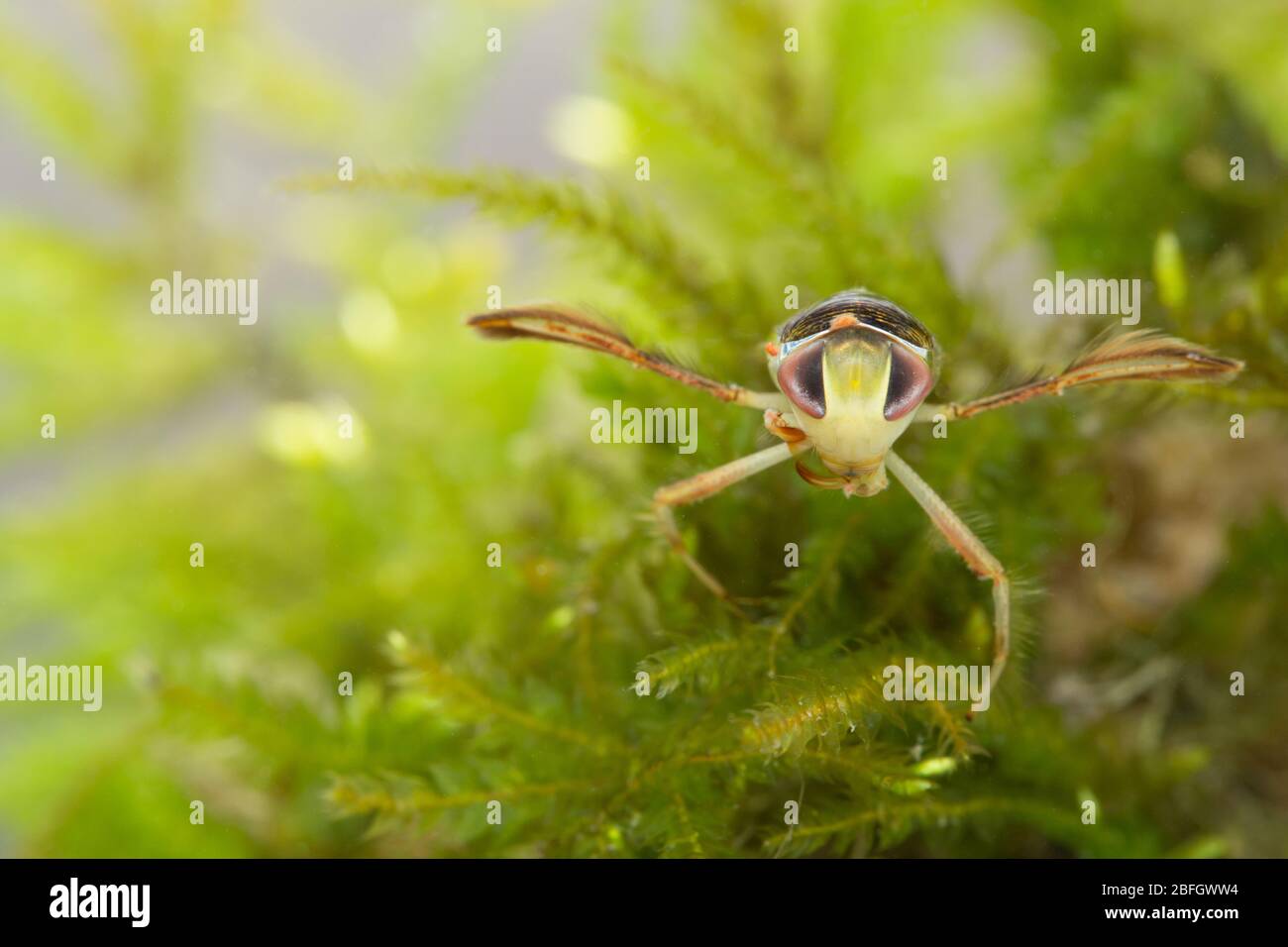 Corixa hi-res stock photography and images - Alamy