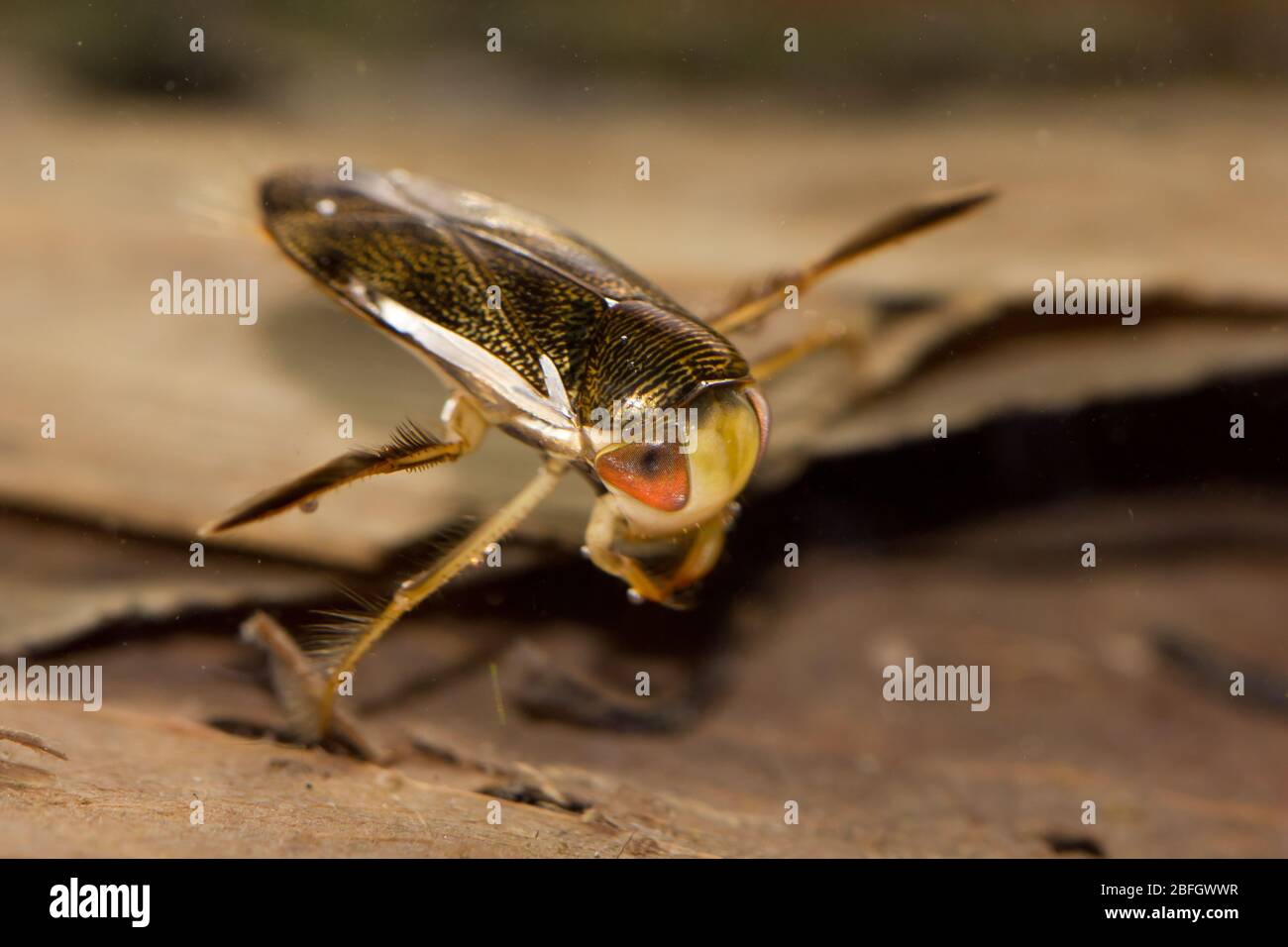 Lesser water boatmen (Corixa dentipes Stock Photo - Alamy