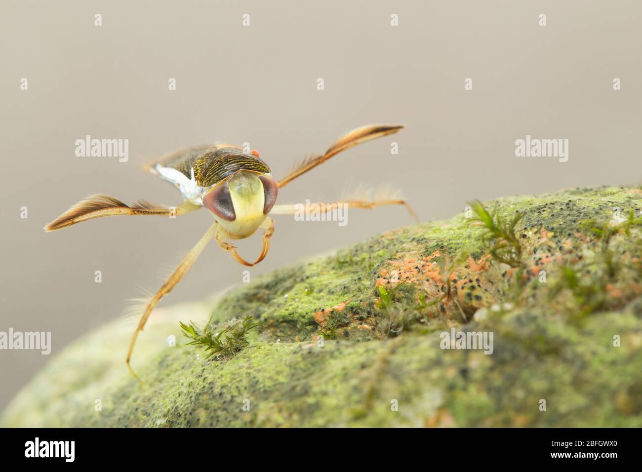 Lesser water boatmen (Corixa dentipes Stock Photo - Alamy