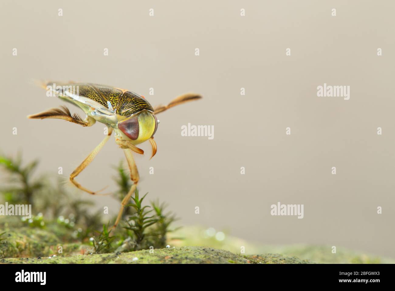 Dentipes hi-res stock photography and images - Alamy