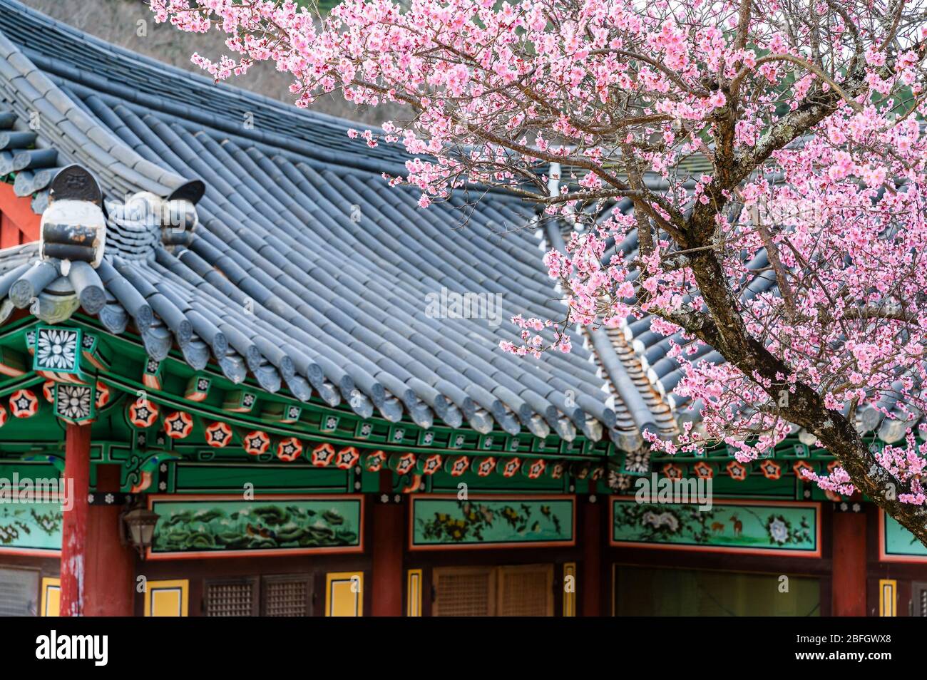 Plum temple hi-res stock photography and images - Alamy