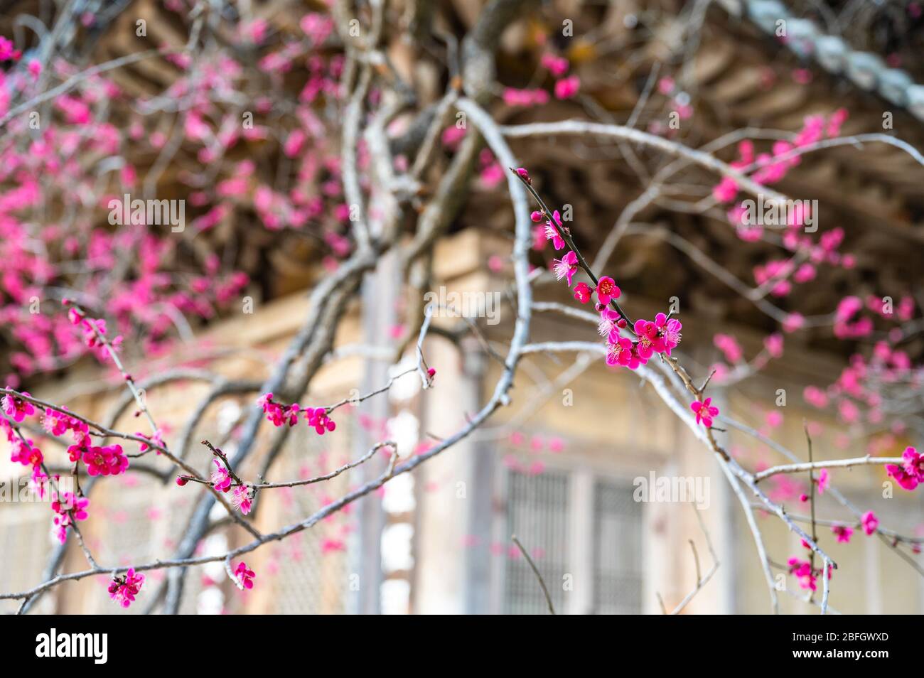 Blossom pink spring hi-res stock photography and images - Alamy