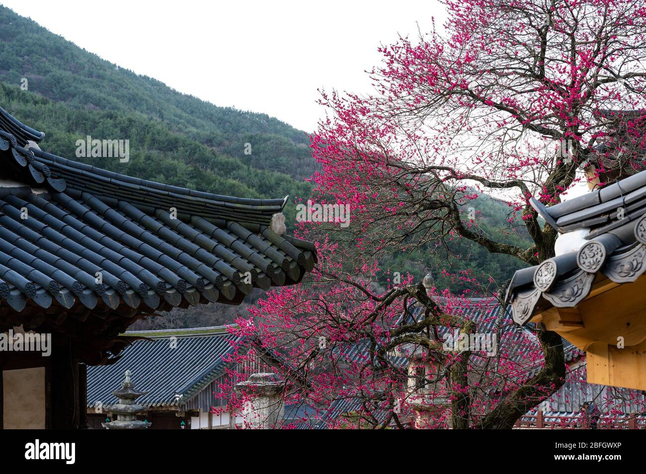Plum blossom In full bloom of early spring, Gurye, South Korea Stock ...