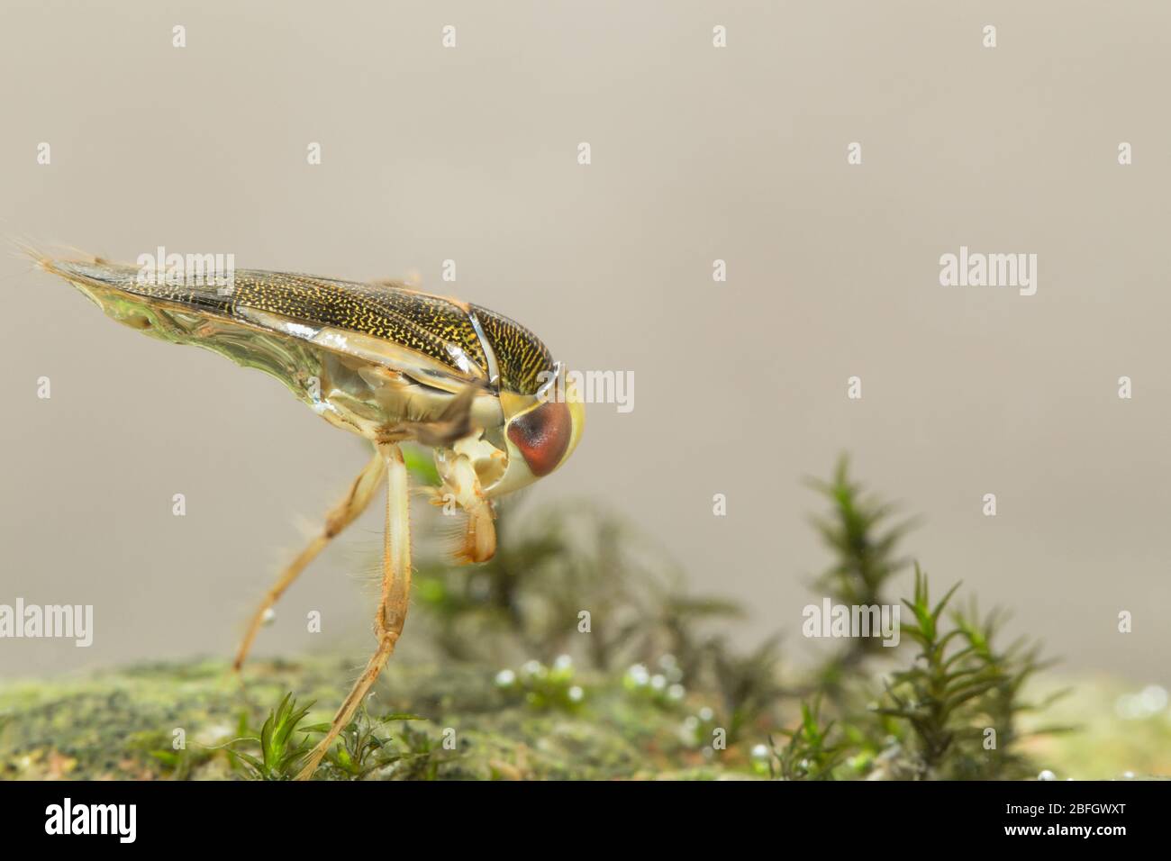 Lesser water boatmen (Corixa dentipes Stock Photo - Alamy
