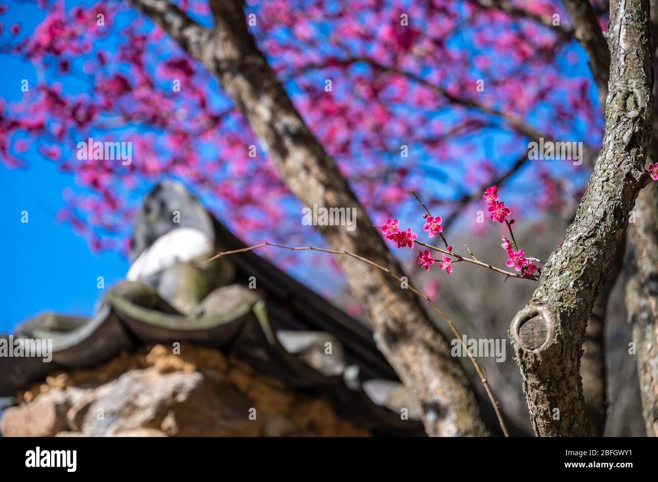 Plum blossom In full bloom of early spring, Gurye, South Korea Stock ...