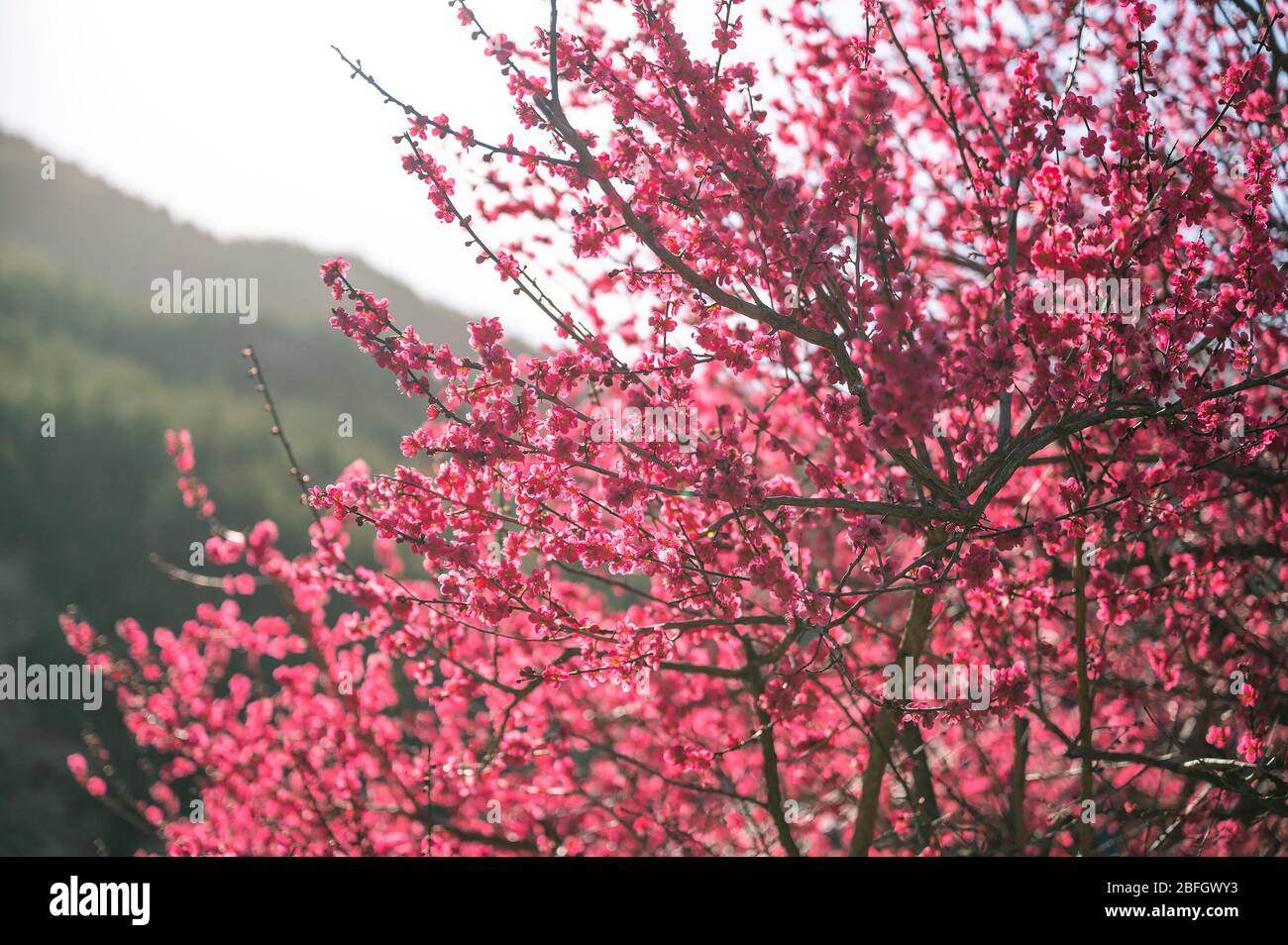 Plum blossom In full bloom of early spring, Gurye, South Korea Stock ...