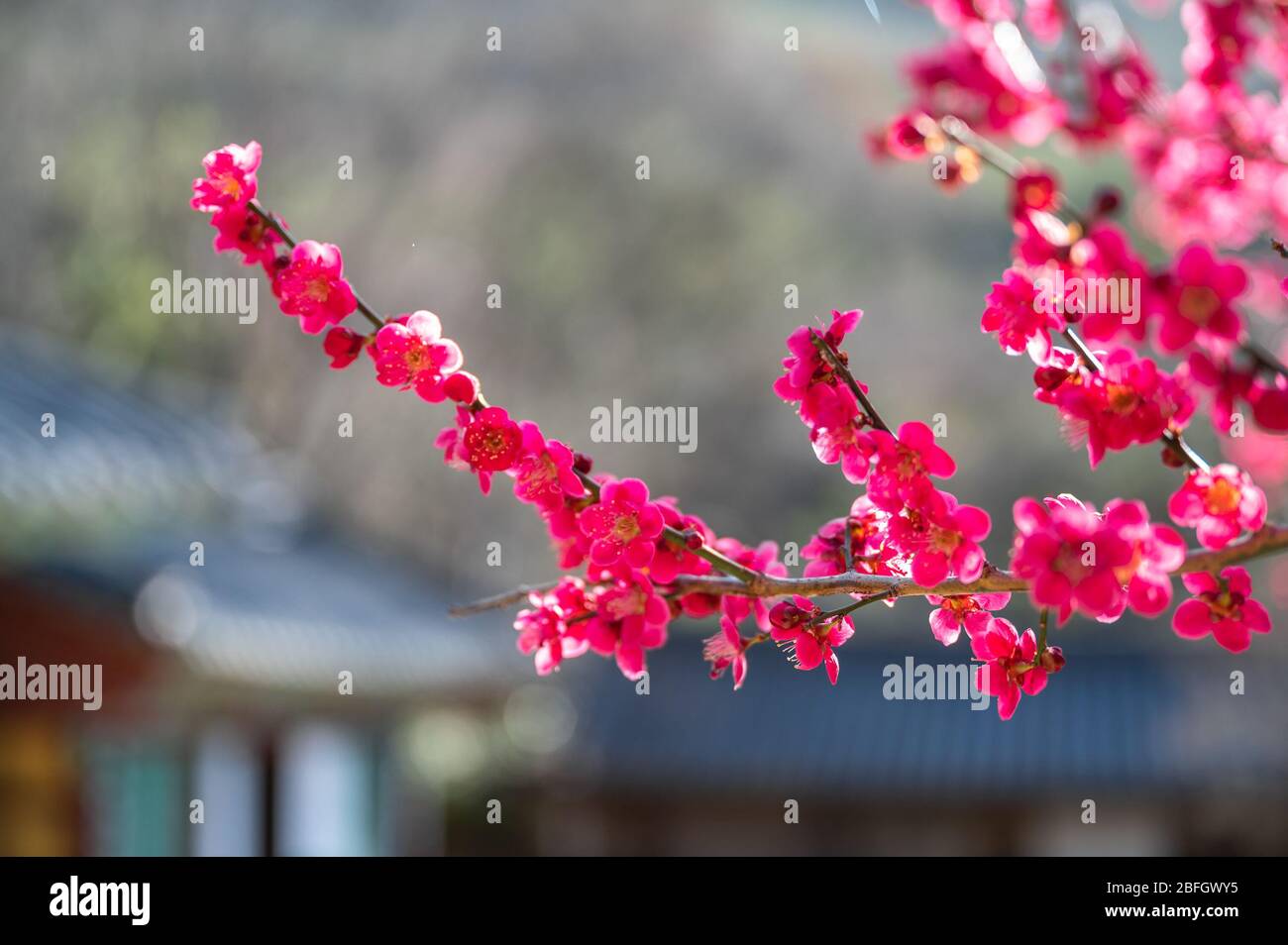 Plum blossom In full bloom of early spring, Gurye, South Korea Stock ...