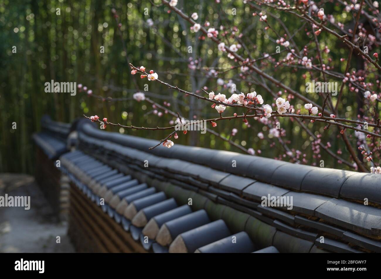 White plum blossom at old temple, Kwangyang, Korea Stock Photo - Alamy
