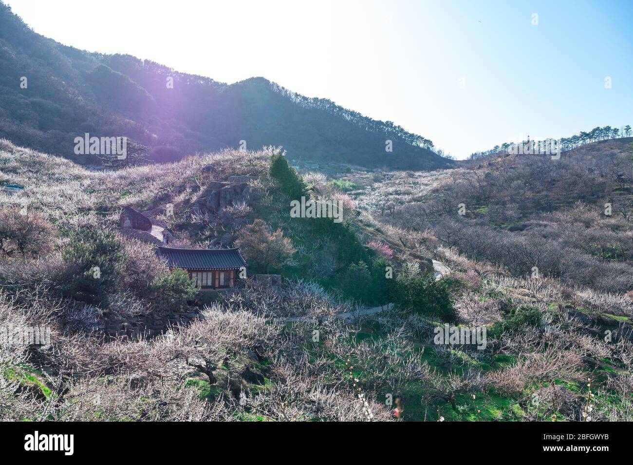 Hill with plum blossom and sunshine at late afternoon, Gwangyang, Korea ...