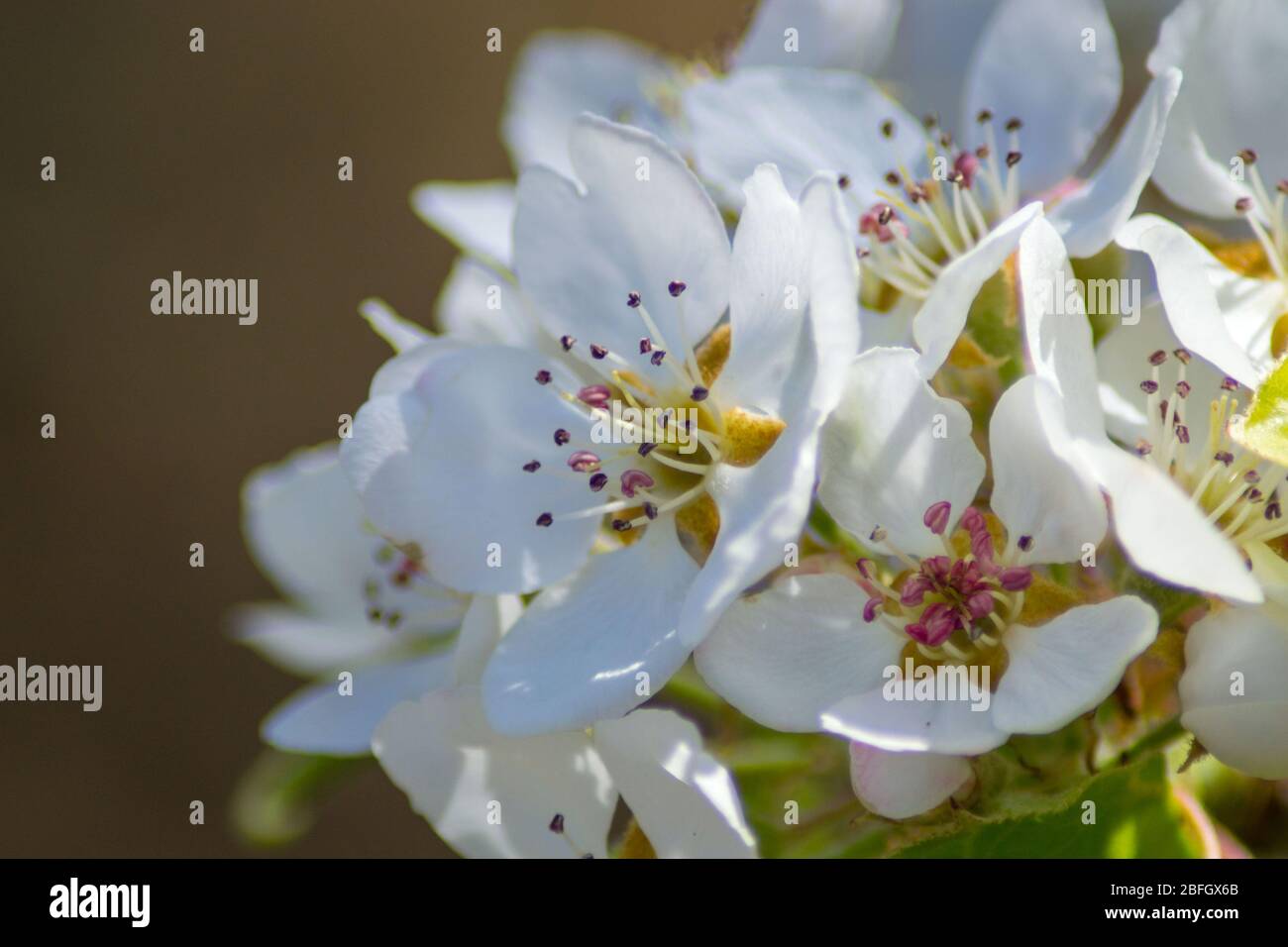 White Plum Tree High Resolution Stock Photography and Images - Alamy