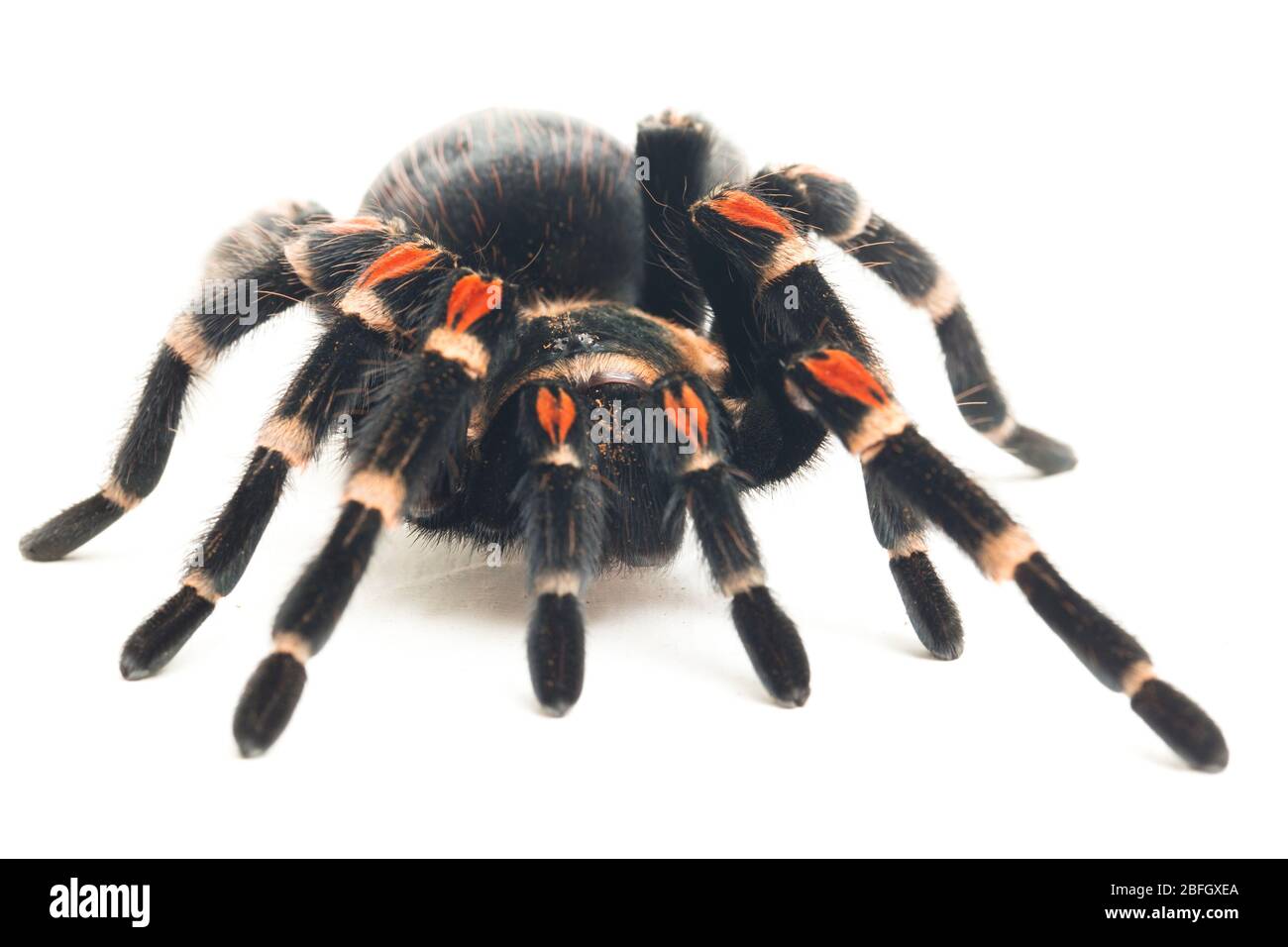 Brachypelma auratum ( Mexican flame knee) is a tarantula endemic to the ...