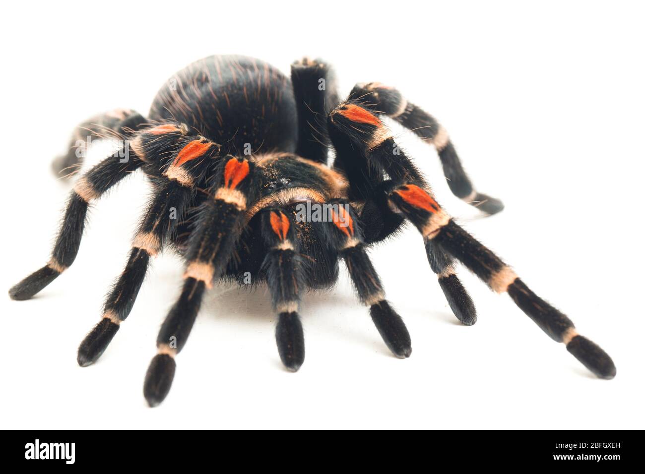 Brachypelma auratum ( Mexican flame knee) is a tarantula endemic to the ...