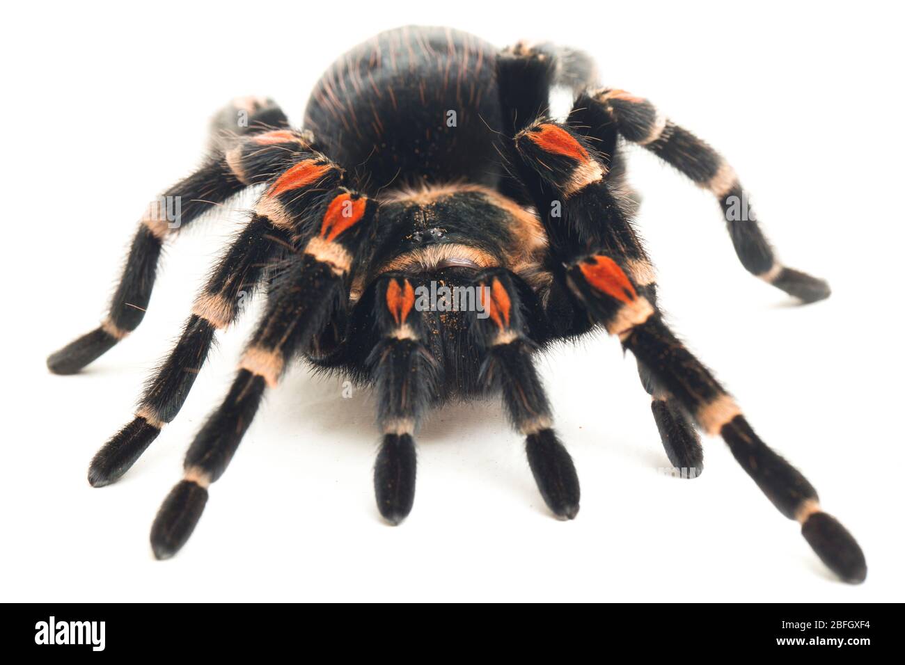 Brachypelma auratum ( Mexican flame knee) is a tarantula endemic to the ...