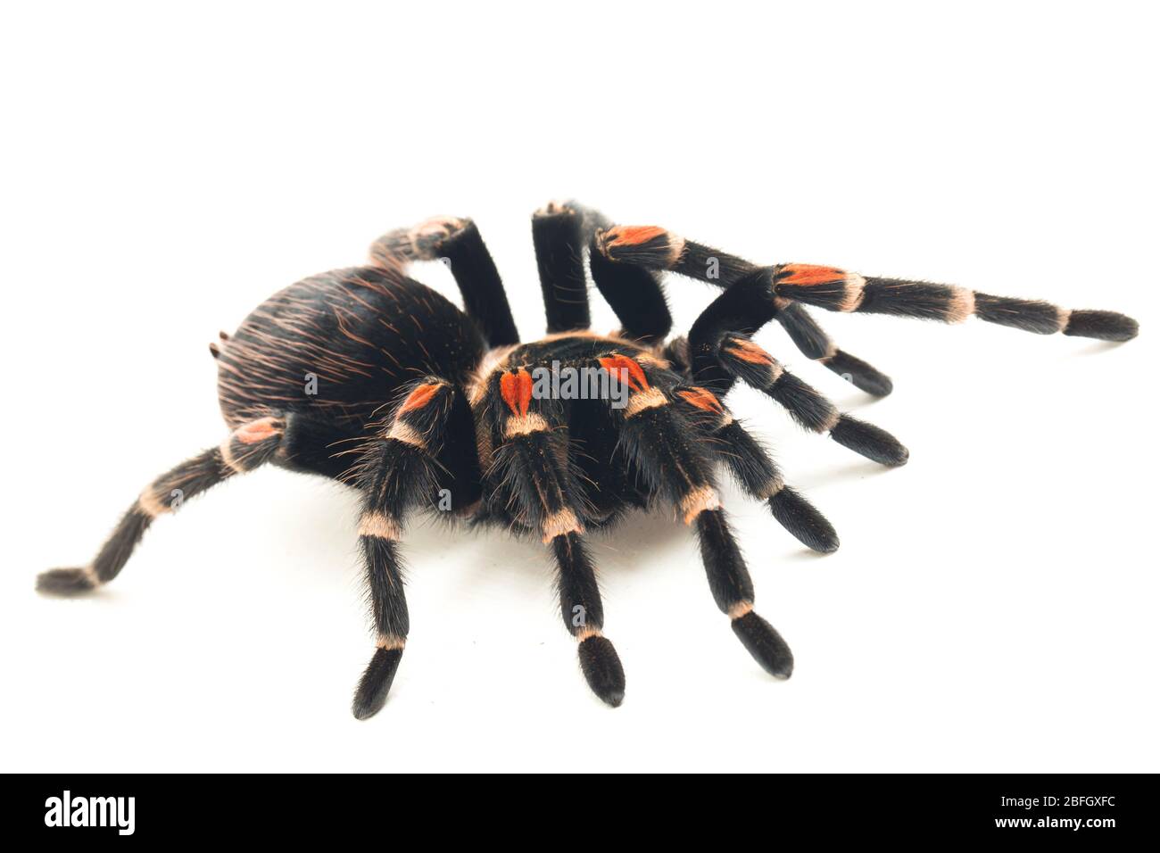 Brachypelma auratum ( Mexican flame knee) is a tarantula endemic to the ...