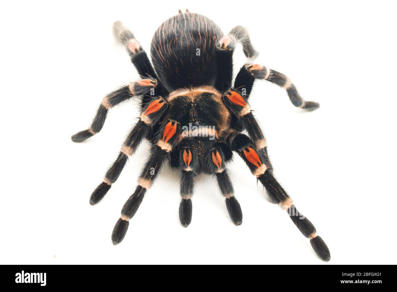 Brachypelma auratum ( Mexican flame knee) is a tarantula endemic to the ...