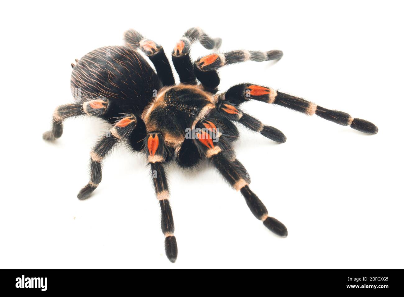Brachypelma auratum ( Mexican flame knee) is a tarantula endemic to the ...