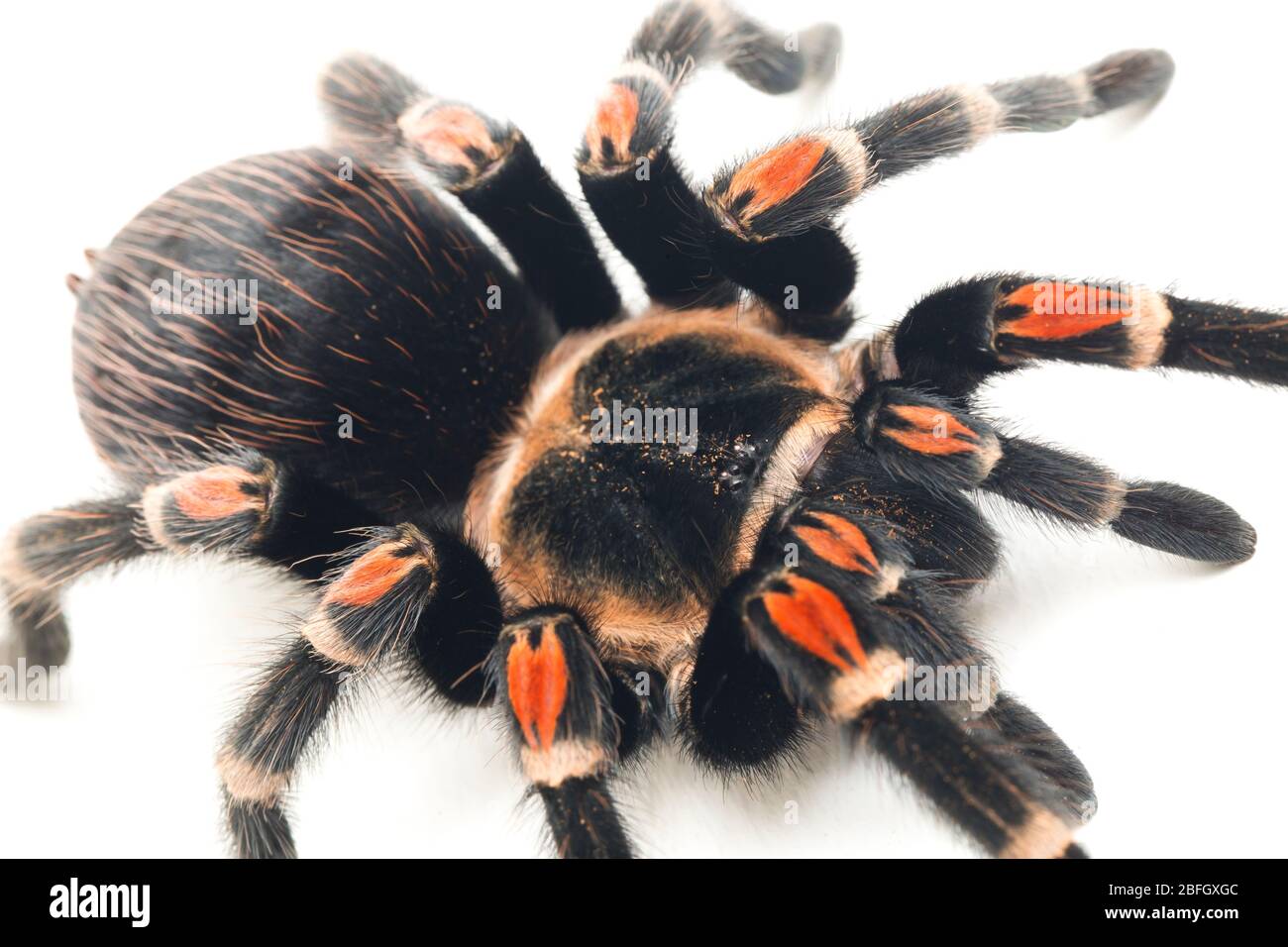 Brachypelma auratum ( Mexican flame knee) is a tarantula endemic to the ...