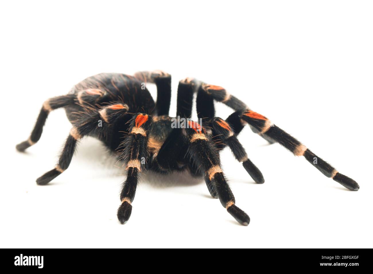 Brachypelma auratum ( Mexican flame knee) is a tarantula endemic to the ...