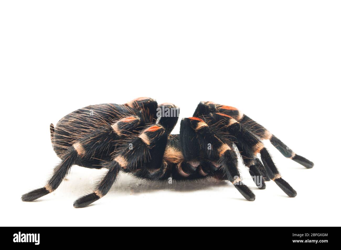 Brachypelma auratum ( Mexican flame knee) is a tarantula endemic to the ...