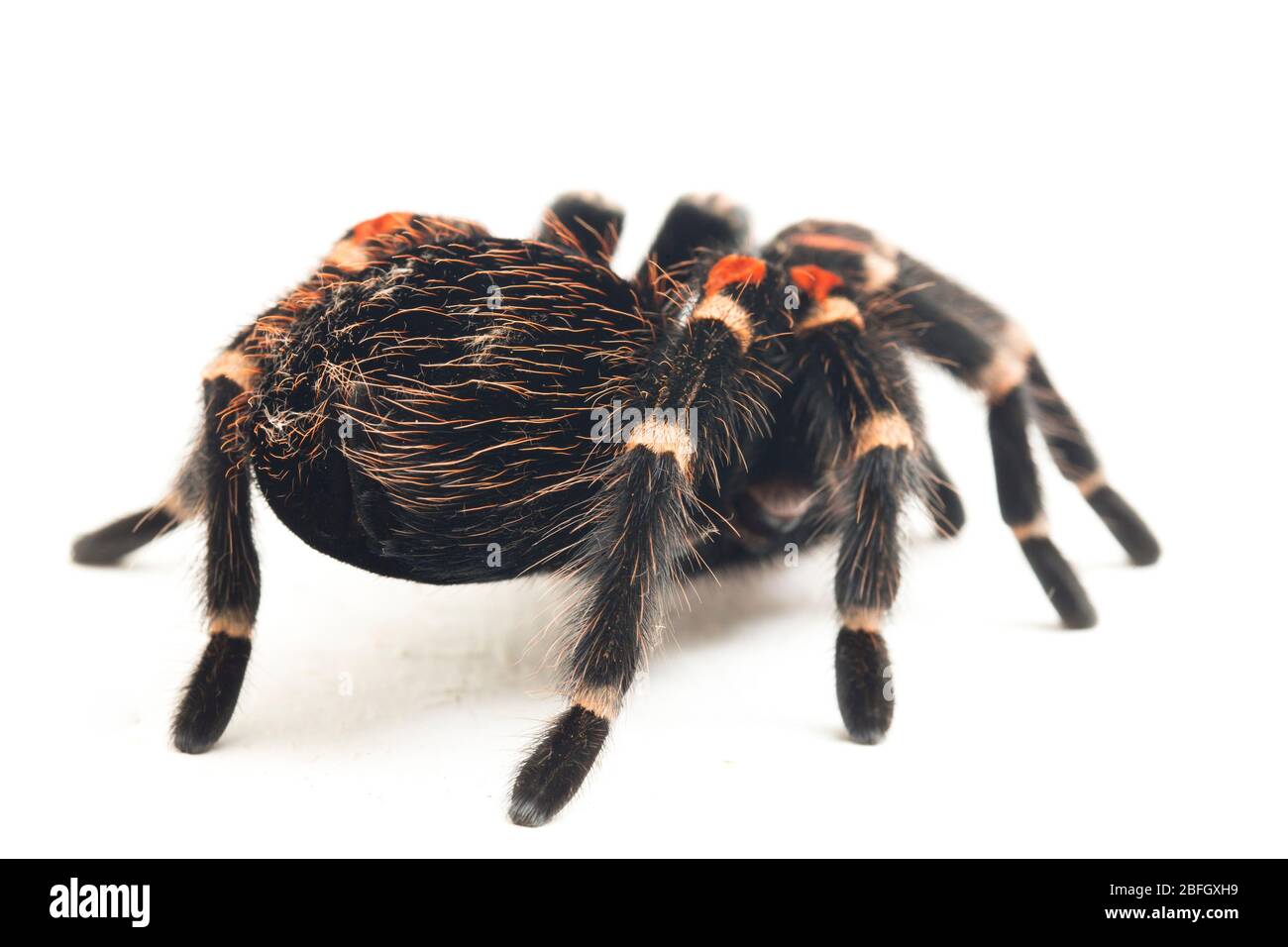 Brachypelma auratum ( Mexican flame knee) is a tarantula endemic to the ...