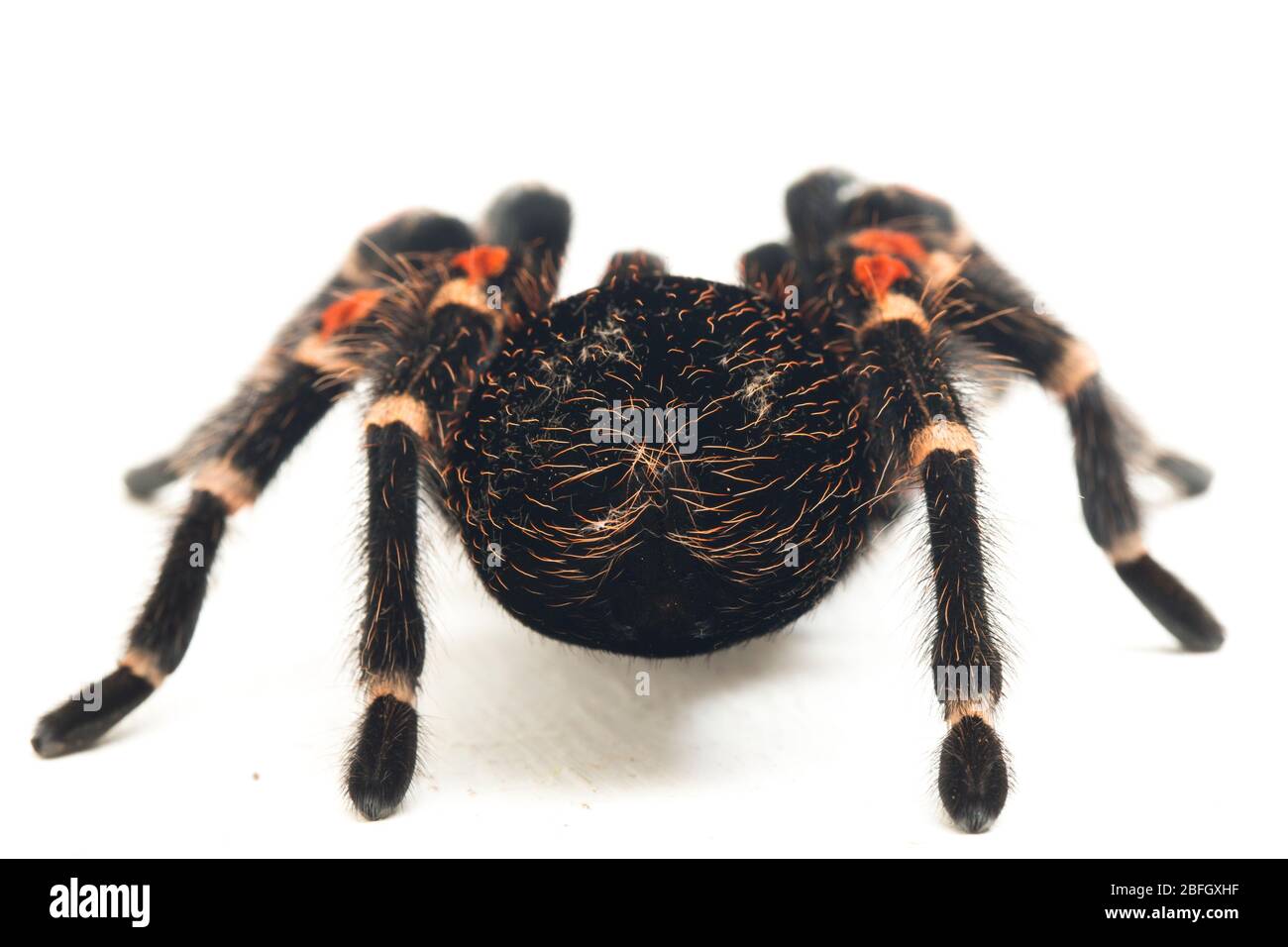 Brachypelma auratum ( Mexican flame knee) is a tarantula endemic to the ...