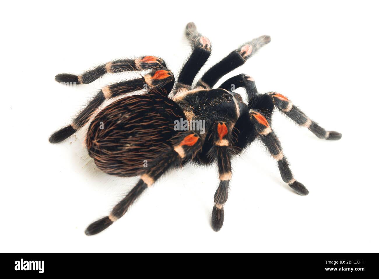 Brachypelma auratum ( Mexican flame knee) is a tarantula endemic to the ...