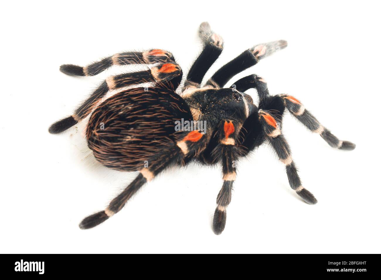 Brachypelma auratum ( Mexican flame knee) is a tarantula endemic to the ...