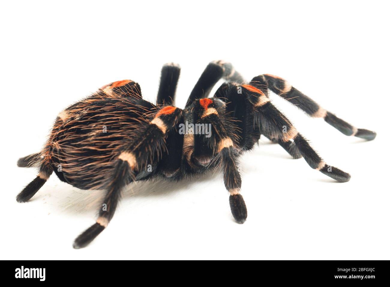 Brachypelma auratum ( Mexican flame knee) is a tarantula endemic to the ...