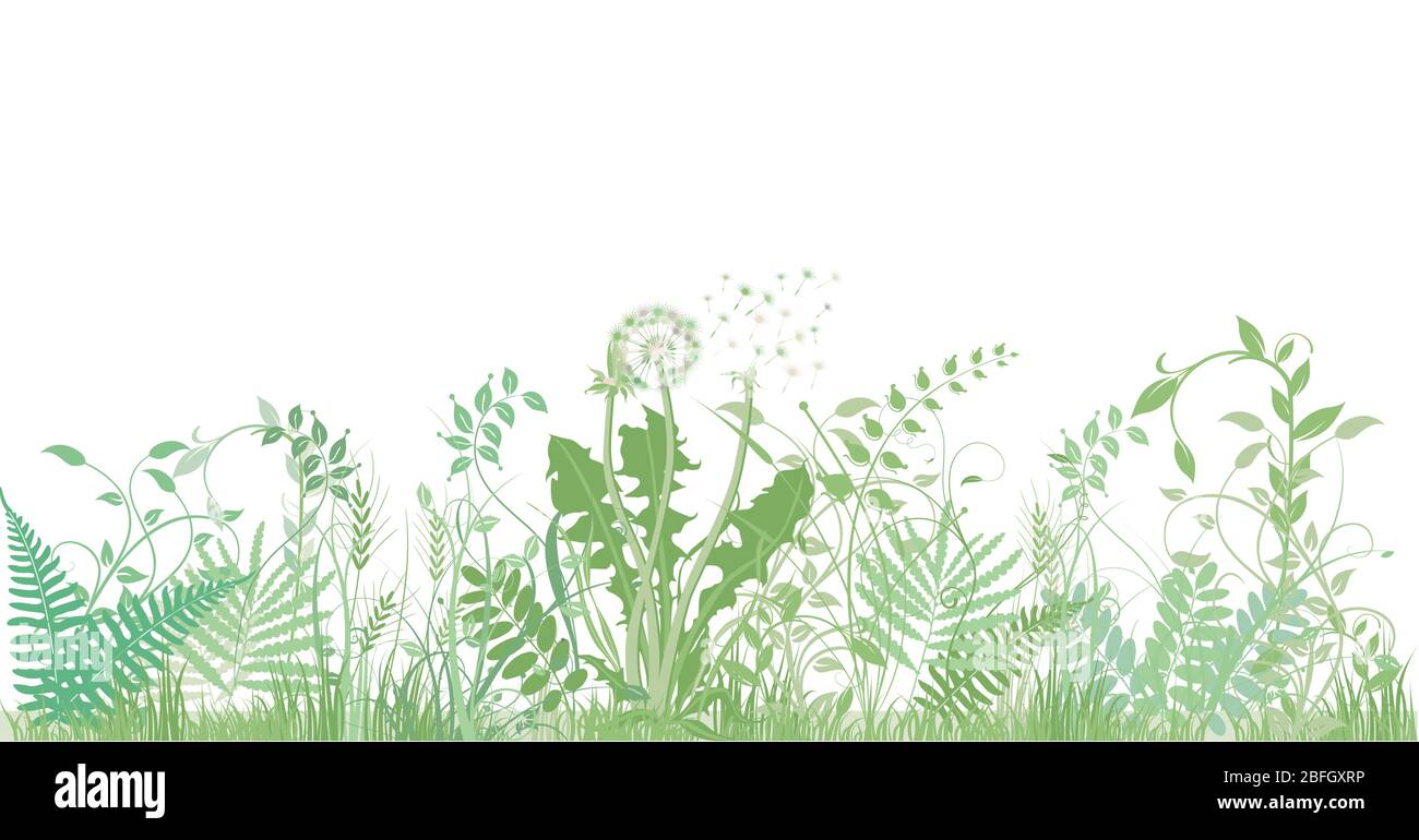 Garden plant plants grasses Stock Vector Images - Alamy