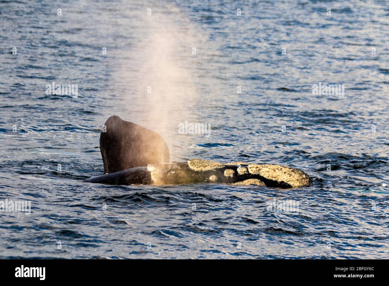 Southern Right Whale breathing near the water face with water blowing ...