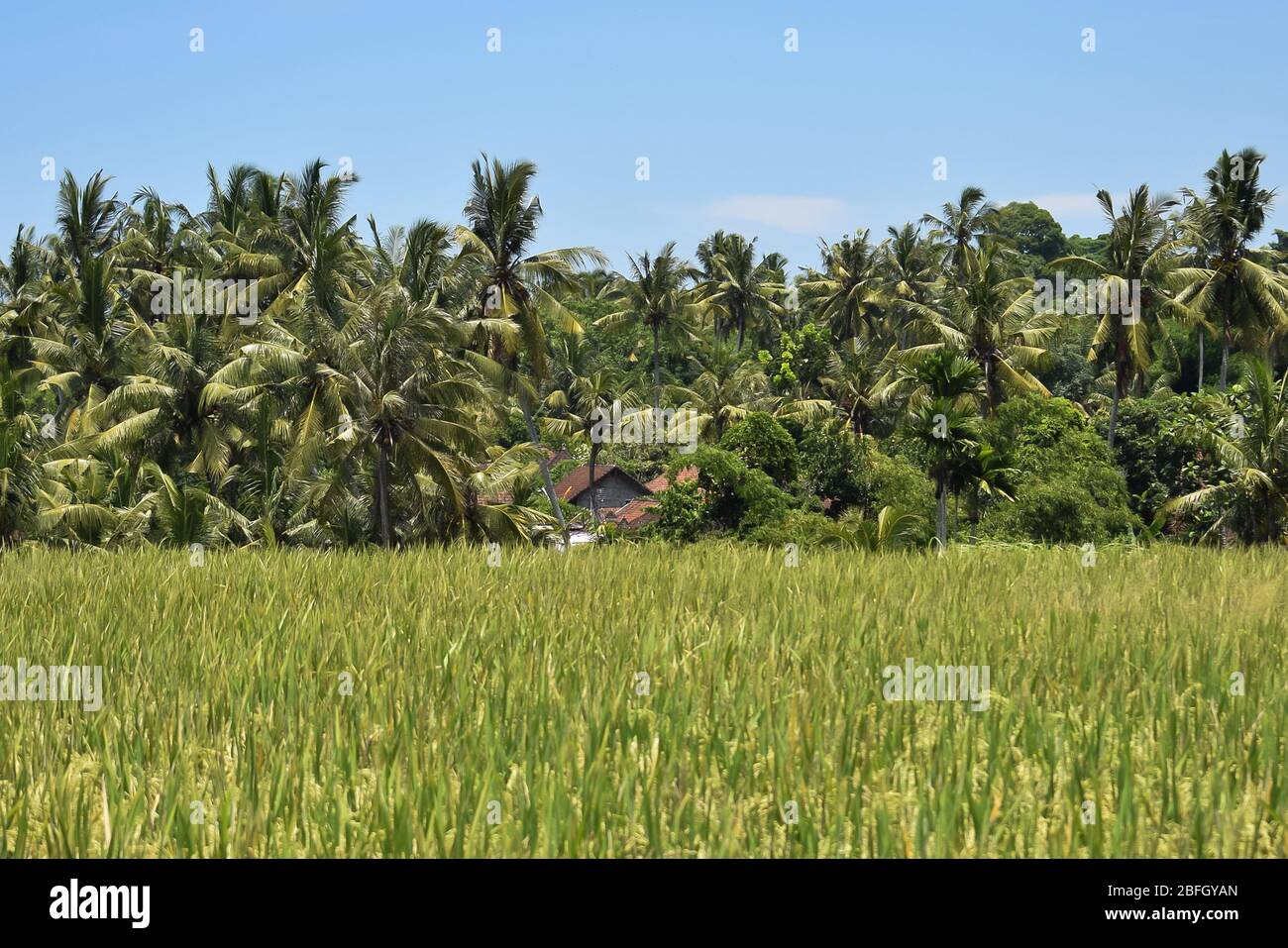 Tropical landscape hi-res stock photography and images - Alamy