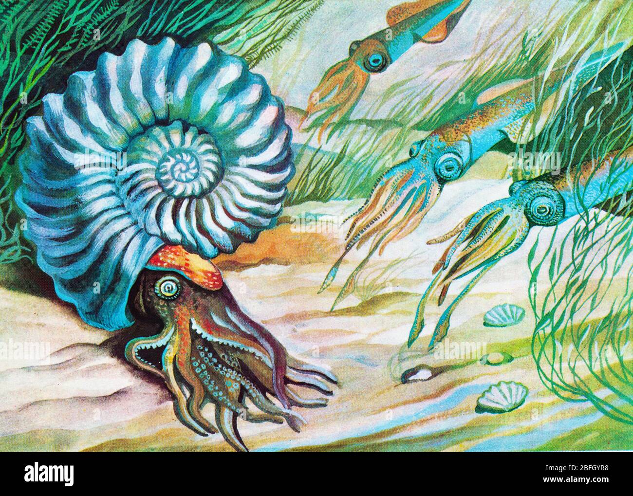 Ammonoid, mollusc, Ammonoidea, Cephalopoda, ammonites, prehistoric ...